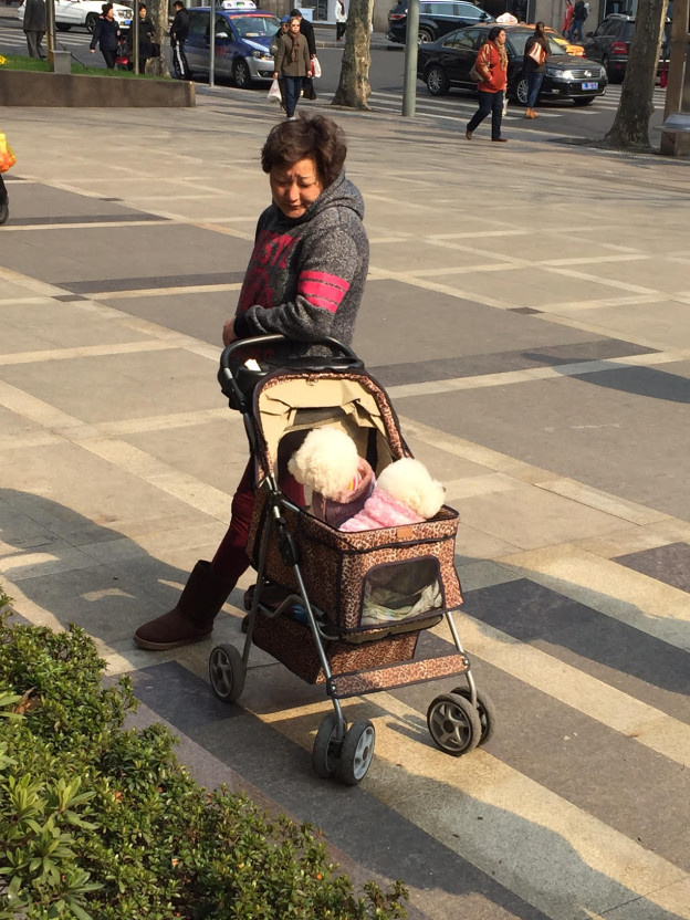 Pets in China | The Chairman's Bao
