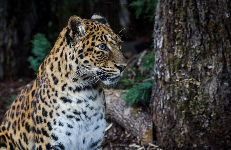 Leading Mandarin Learning Resource Online | The Chairman's Bao